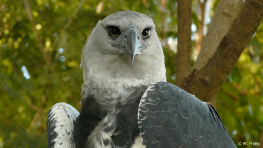 Qual a Envergadura de Uma Harpia? Como São Suas Garras? | Mundo Ecologia