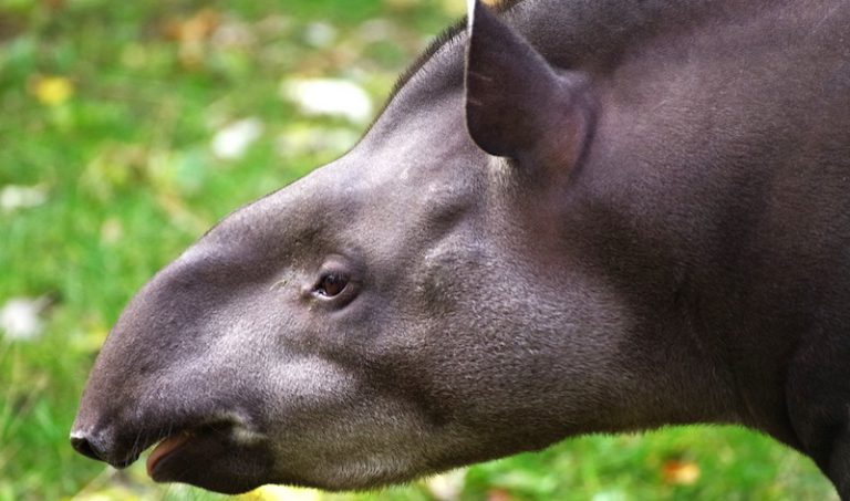 Ficha Técnica da Anta: Peso, Altura, Tamanho e Imagens | Mundo Ecologia