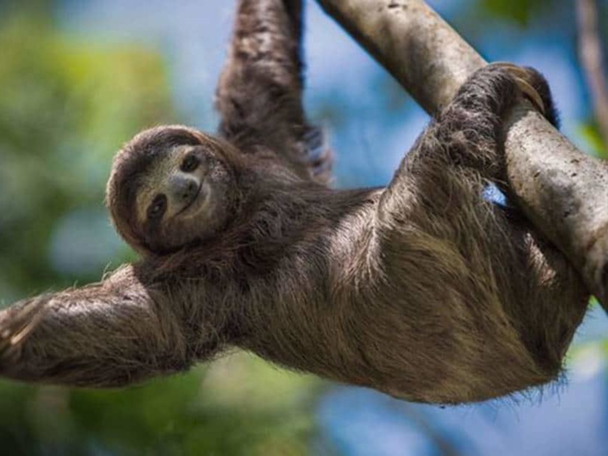 Como o Bicho-Preguiça se Relaciona com o Ser Humano? | Mundo Ecologia