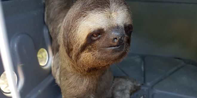 Ficha Técnica do Bicho Preguiça: Peso, Altura, Tamanho e Imagens ...