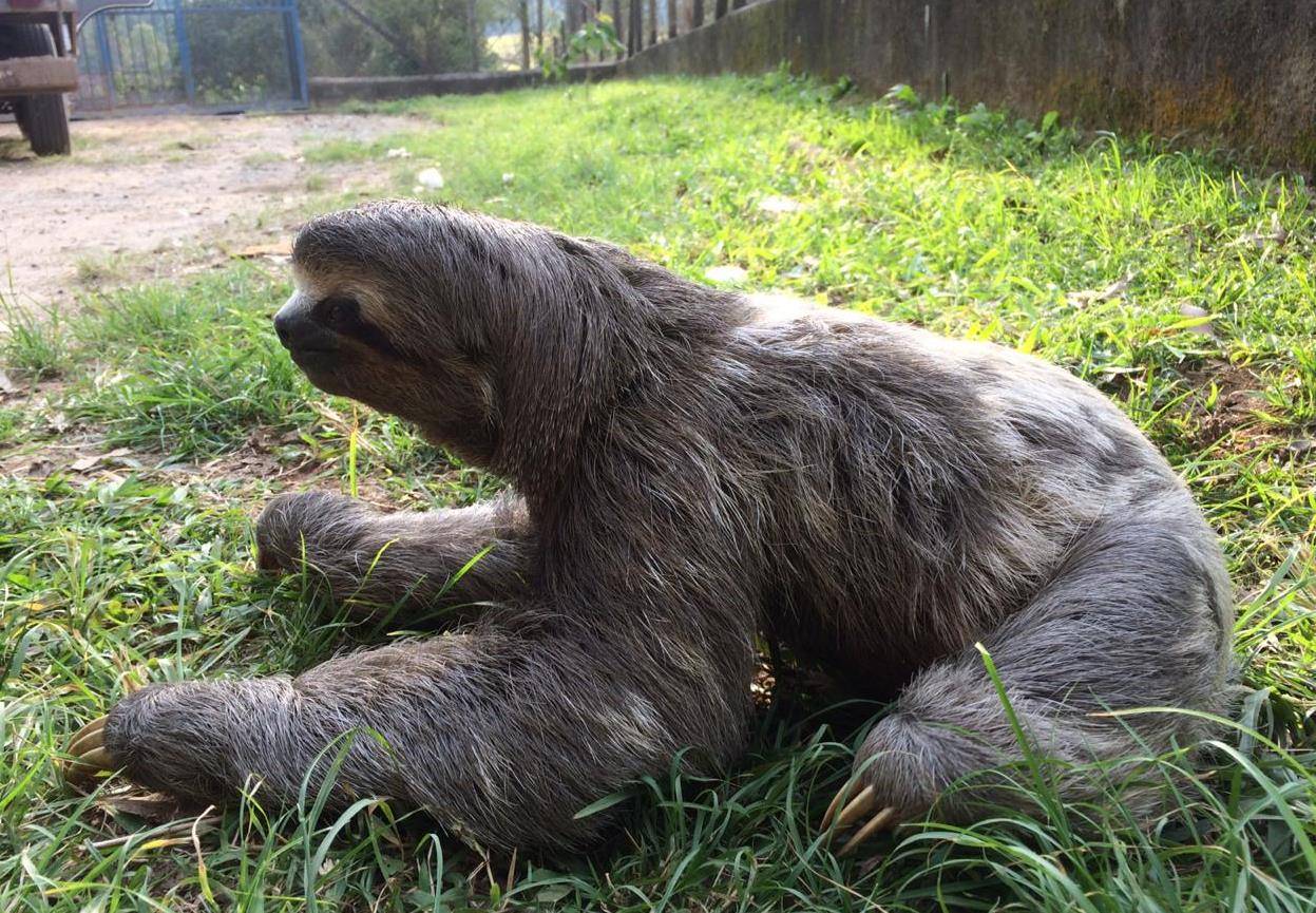 Como o Bicho-Preguiça se Relaciona com o Ser Humano? | Mundo Ecologia