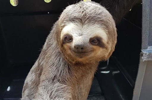 Bicho Preguiça: Reino, Filo, Classe, Ordem, Família e Gênero | Mundo ...