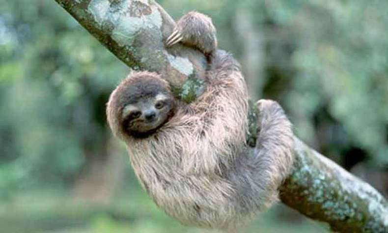 Bicho Preguiça Está em Extinção? Qual o Risco Dele Sumir? | Mundo Ecologia