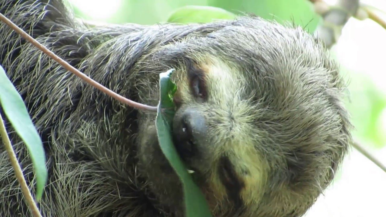 Comportamento do Bicho Preguiça, Hábitos e Modo de Vida | Mundo Ecologia