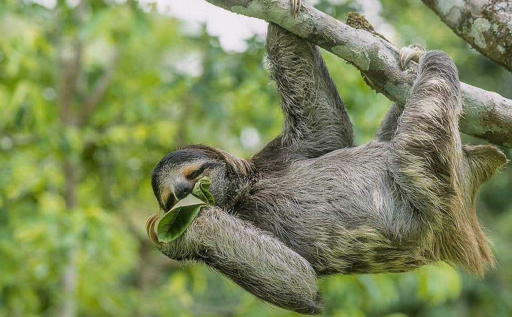 Bicho-Preguiça Não Bebe Água? Como Ele Faz Para Sobreviver? | Mundo ...