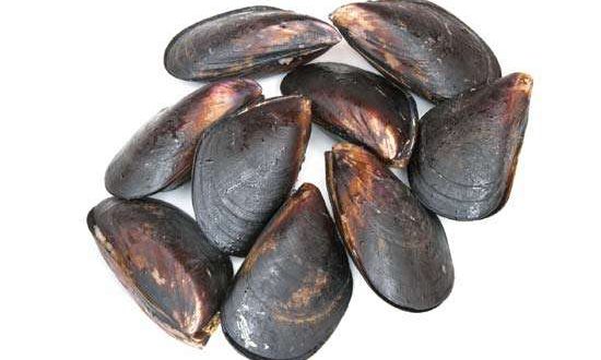 Tudo Sobre Os Bivalves: Características, Nome Científico E Fotos ...