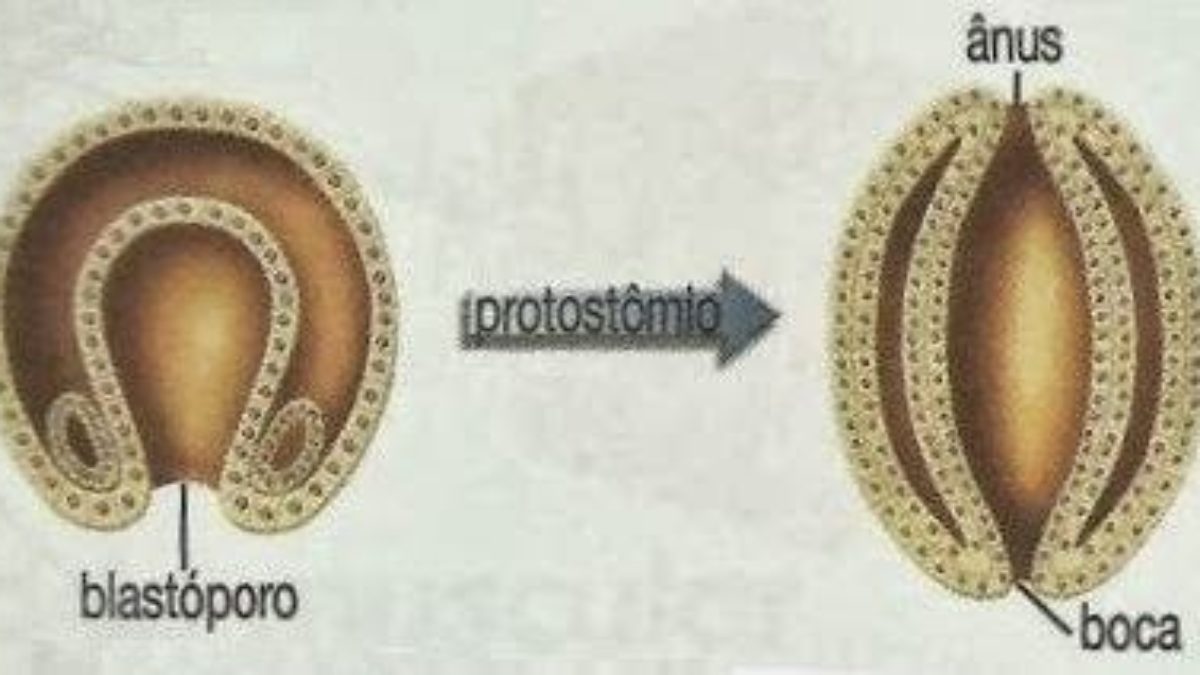 O Que é Um Blastóporo? Para Que Serve? | Mundo Ecologia