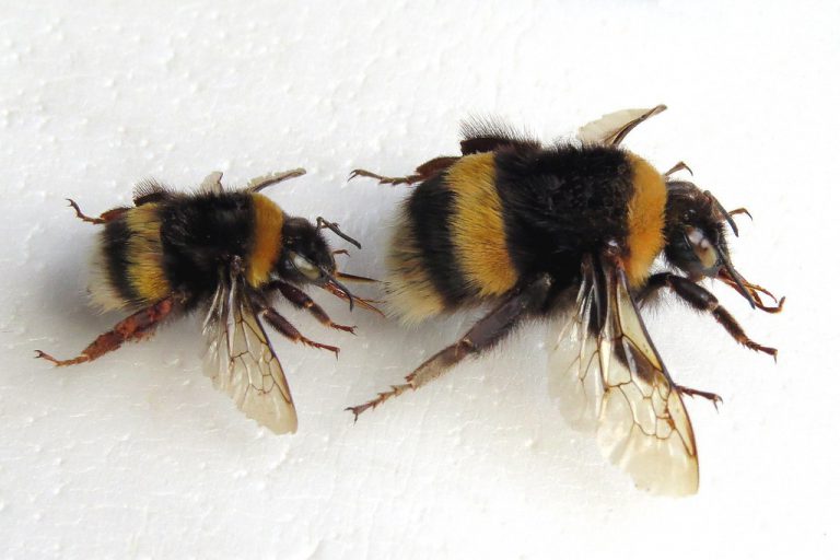 Marimbondo Mamangava: Características, Nome Cientifico e Fotos | Mundo ...