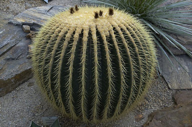 Qual é a Fruta do Cacto? Cactus tem Frutas? | Mundo Ecologia