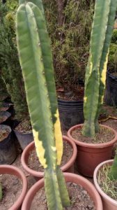 Cacto Verde e Amarelo: Características, Cultivo e Fotos | Mundo Ecologia