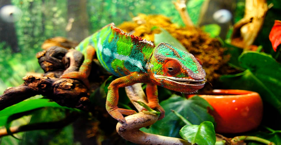 História Do Camaleão E Origem Do Animal – Mundo Ecologia
