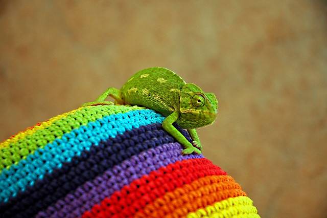 Tudo Sobre O Camaleão: Características Nome Científico E Fotos | Mundo ...