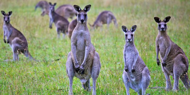Canguru Macropus Parma: Características, Hábitos e Fotos | Mundo Ecologia