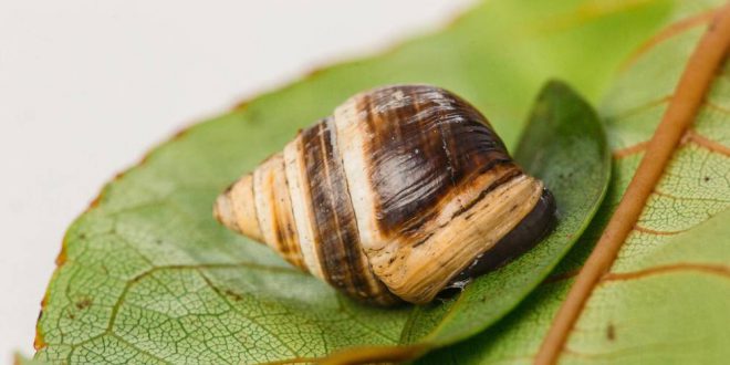 Quais São os Animais que Possuem Conchas? | Mundo Ecologia