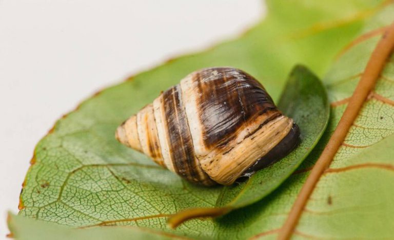 Quais São os Animais que Possuem Conchas? | Mundo Ecologia