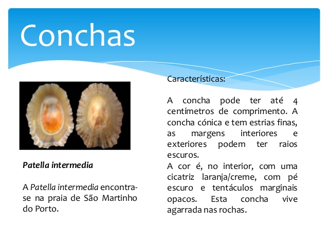 Como Se Abre Uma Concha? Quais as Formas de Abrir? – Mundo Ecologia