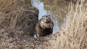 Ficha Técnica do Castor: Peso, Altura, Tamanho e Imagens – Mundo Ecologia