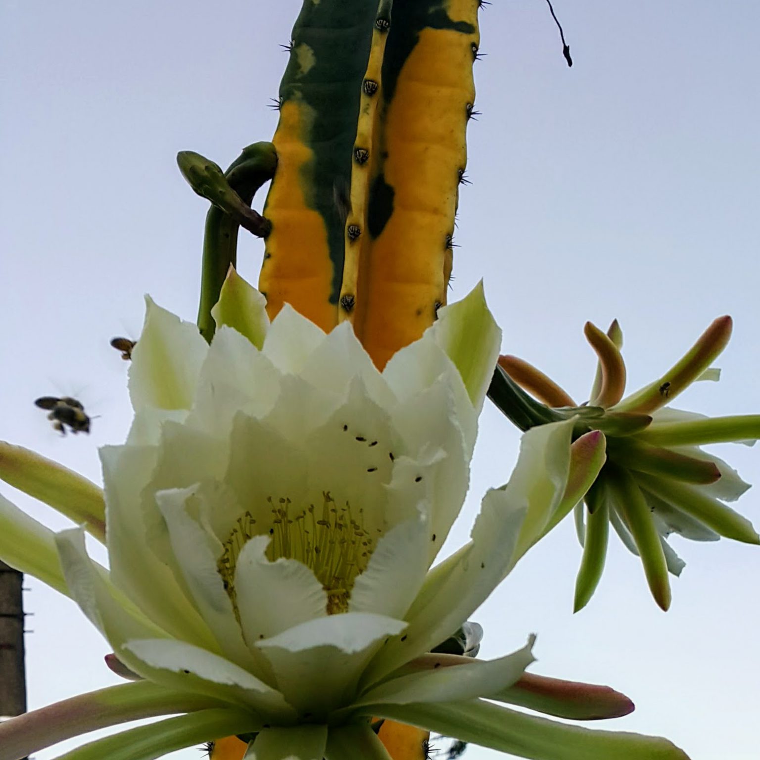 Cacto Verde e Amarelo: Características, Cultivo e Fotos | Mundo Ecologia