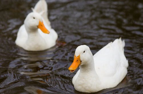 Comportamento do Pato, Hábitos e Modo de Vida do Animal | Mundo Ecologia