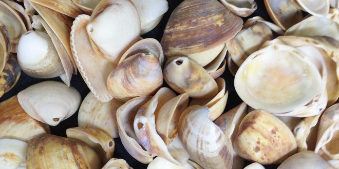 Como Se Abre Uma Concha? Quais as Formas de Abrir? | Mundo Ecologia