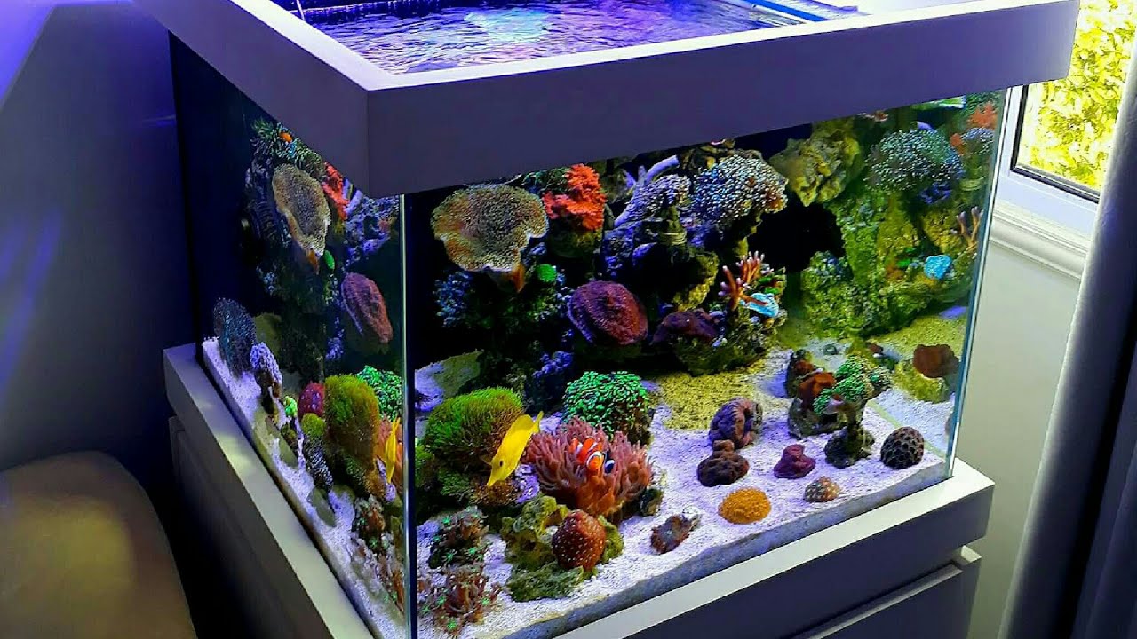 Como é o Esqueleto de um Coral? – Mundo Ecologia