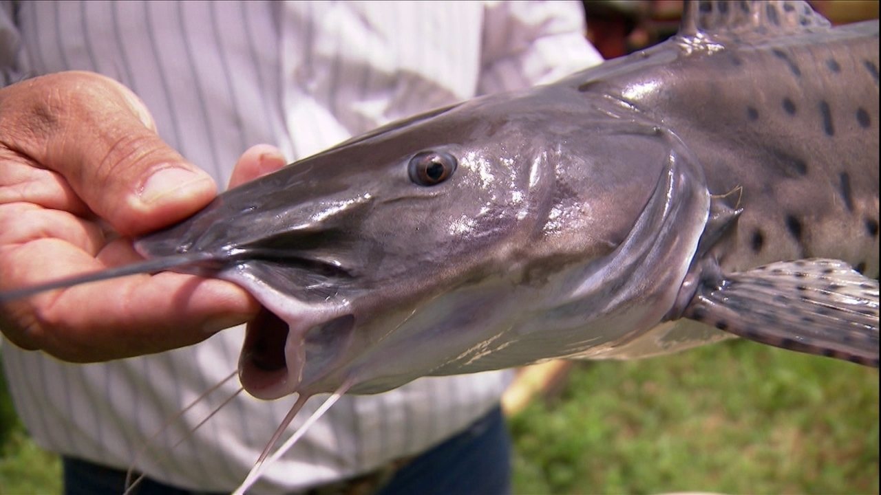 Comportamento Do Pintado, Habitos E Modo De Vida Do Animal – Mundo Ecologia