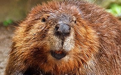 Habitat do Castor: Onde Eles Vivem? – Mundo Ecologia