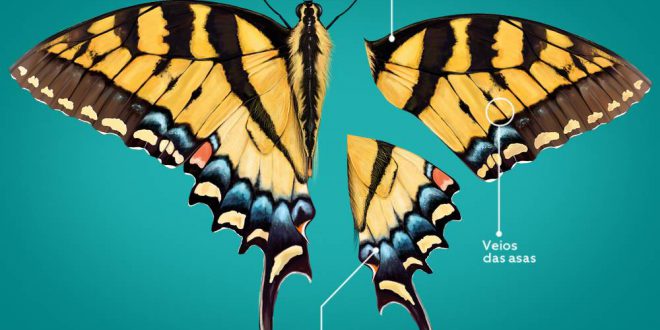 Como é a Divisão do Corpo da Borboleta? | Mundo Ecologia