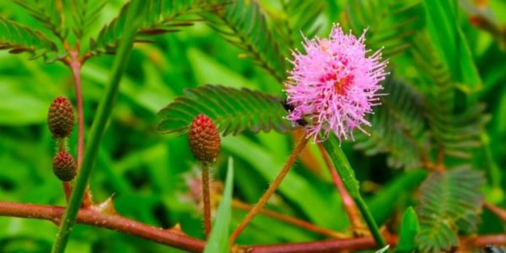 Flores Que Começam Com a Letra D: Nome e Características | Mundo Ecologia