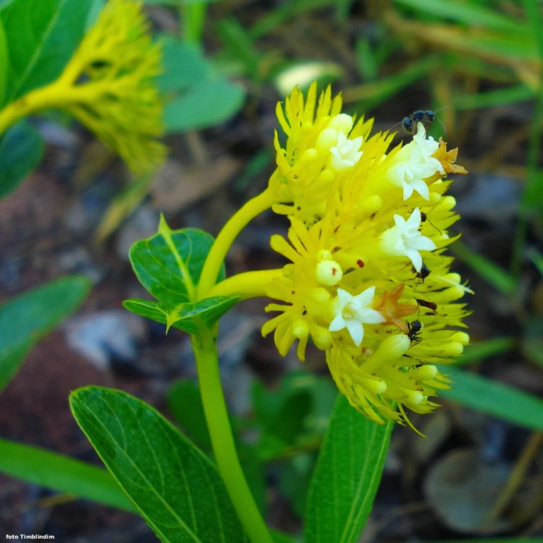 Flores Que Começam Com a Letra D: Nome e Características | Mundo Ecologia