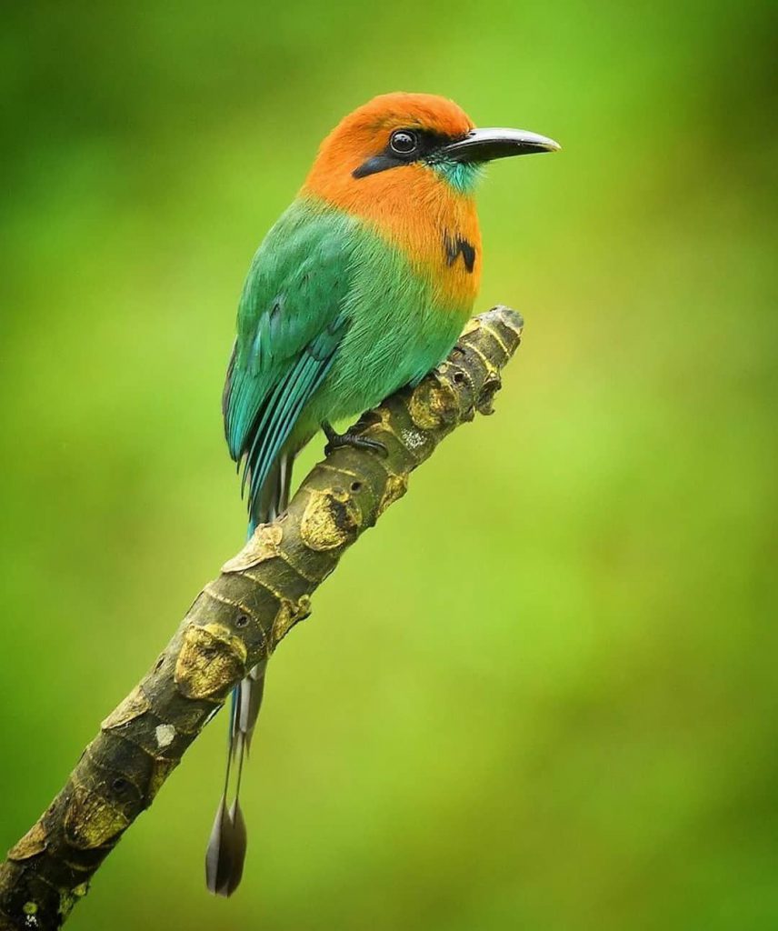 Lista de Aves de A a Z Com Nome, Características e Fotos – Mundo Ecologia