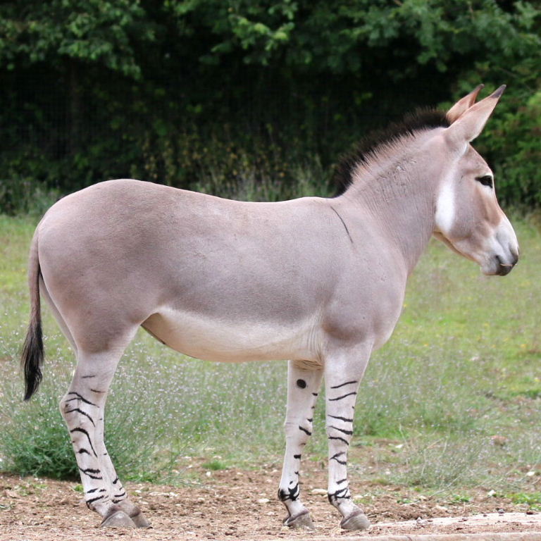 Burro Albino: Características, Nome Cientifico e Fotos – Mundo Ecologia