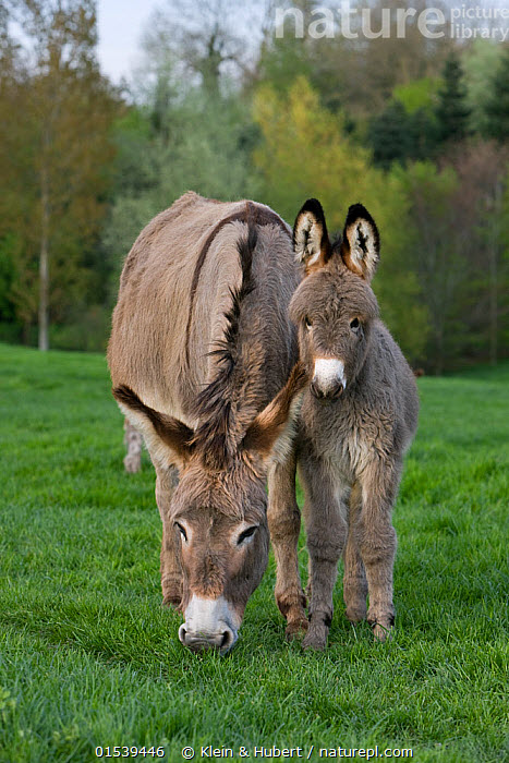 Burro Albino: Características, Nome Cientifico e Fotos – Mundo Ecologia