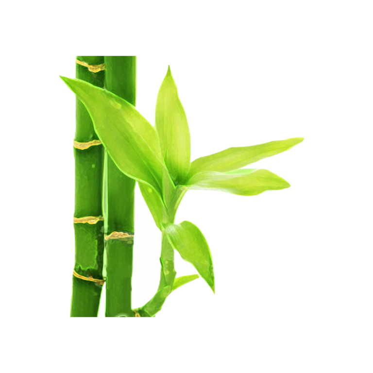 Mini Bambu Forração: Características, Como Cultivar e Fotos | Mundo ...