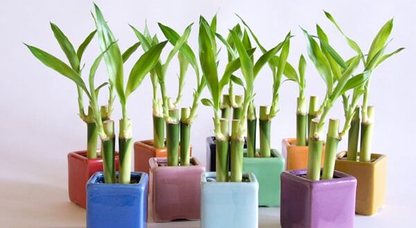 Mini Bambu Forração: Características, Como Cultivar e Fotos | Mundo ...