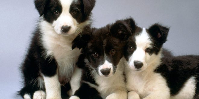 Quanto Custa um Filhote de Border Collie Puro? | Mundo Ecologia