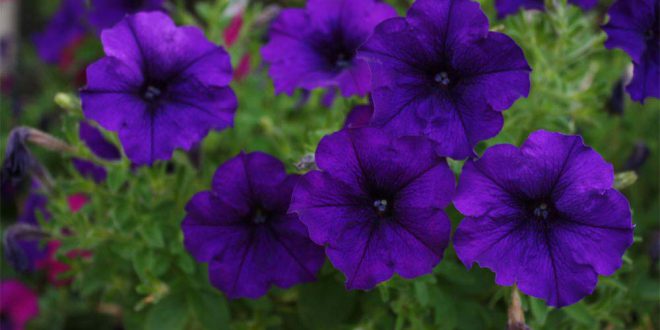 Tudo Sobre a Flor Flox: Características, Nome Científico e Fotos ...