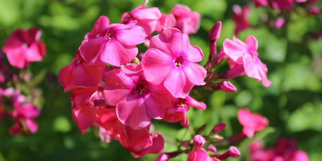 Flor Flox Curiosidades e Fatos Interessantes Sobre a Planta | Mundo ...