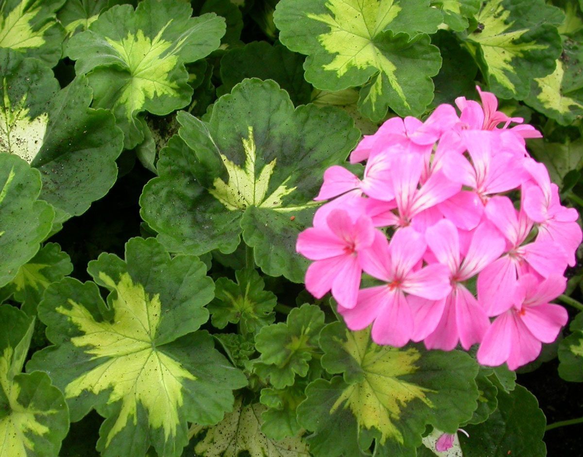 Gerânio: Curiosidades e Fatos Interessantes | Mundo Ecologia