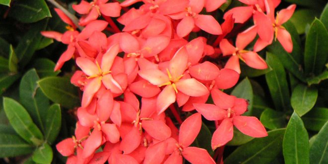História da Flor Ixora: Significado, Origem da Planta e Fotos | Mundo ...