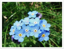 Ficha Técnica da Flor Miosótis: Raiz, Folhas e Caule – Mundo Ecologia