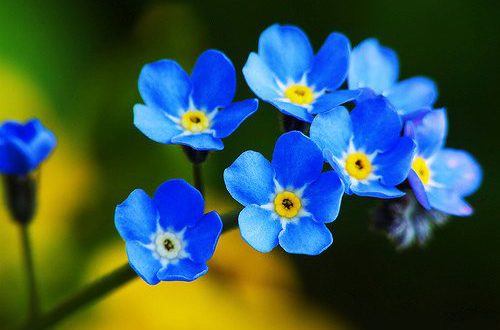 Como Cuidar da Flor Miosótis: Fazer Mudas e Podar | Mundo Ecologia