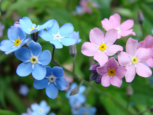 Ficha Técnica da Flor Miosótis: Raiz, Folhas e Caule – Mundo Ecologia