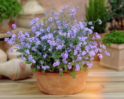 Ficha Técnica da Flor Miosótis: Raiz, Folhas e Caule – Mundo Ecologia