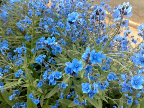 Como Cuidar da Flor Miosótis: Fazer Mudas e Podar | Mundo Ecologia