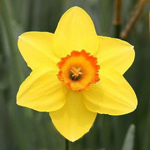 Flor Narciso Curiosidades e Fatos Interessantes Sobre a Planta – Mundo ...