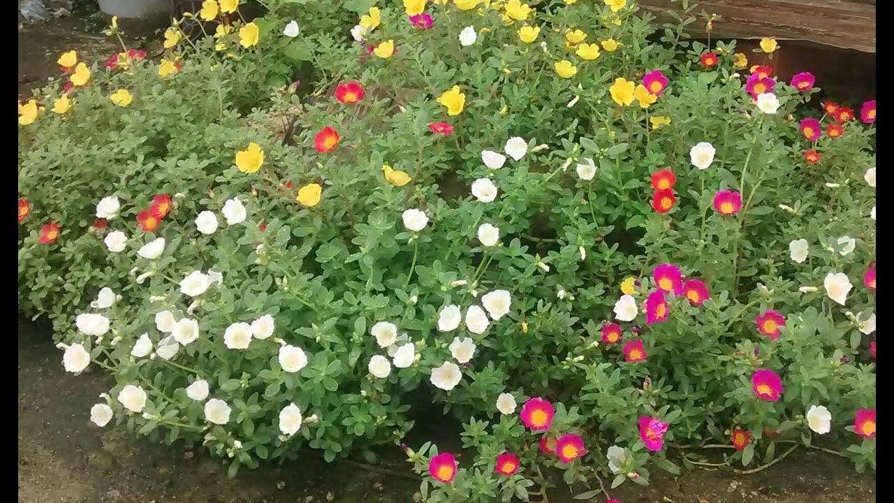 Como Plantar Flor Onze Horas em Vaso? Passo a Passo – Mundo Ecologia