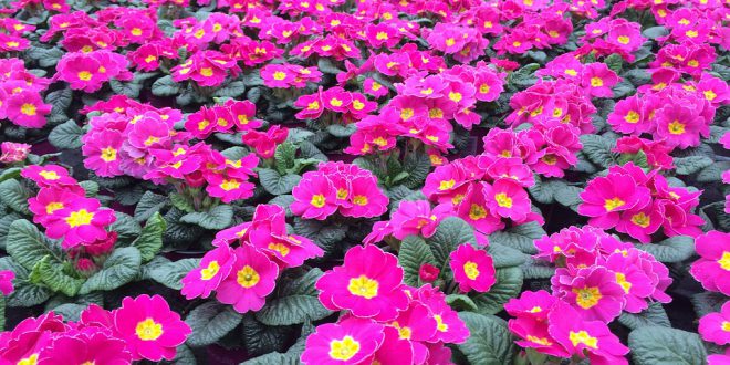 História da Flor Prímula, Significado, Origem da Planta e Fotos | Mundo ...