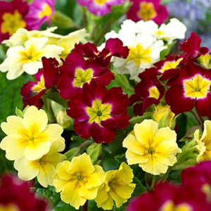 História da Flor Prímula, Significado, Origem da Planta e Fotos | Mundo ...