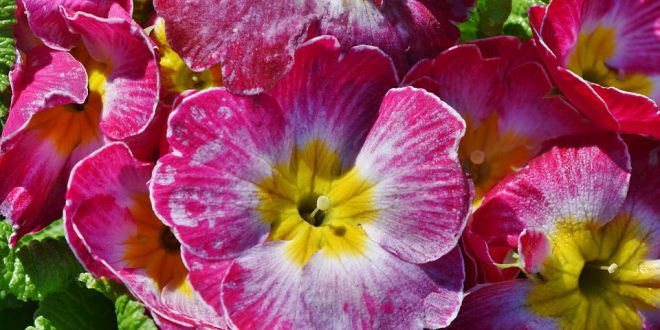 Como Cuidar da Flor Prímula, Fazer Mudas e Podar | Mundo Ecologia